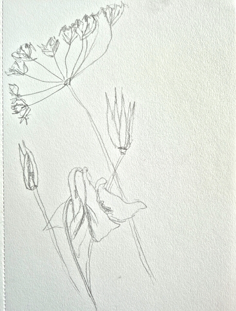 Wildflowers – Thrummie Bizzum